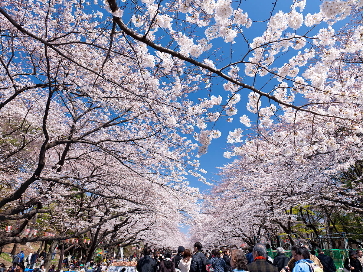 Ueno Park TOHOKU X TOKYO JAPAN 